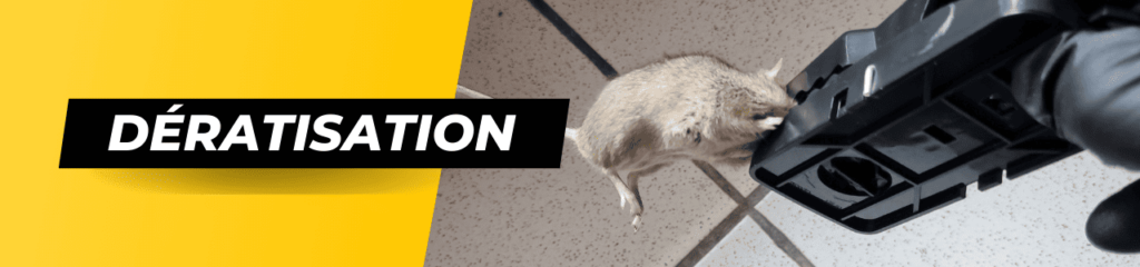 Entreprise de dératisation - France Dératisation